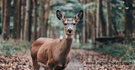 Spiritual Meaning Of A Deer Crossing Your Path Sign Scholars