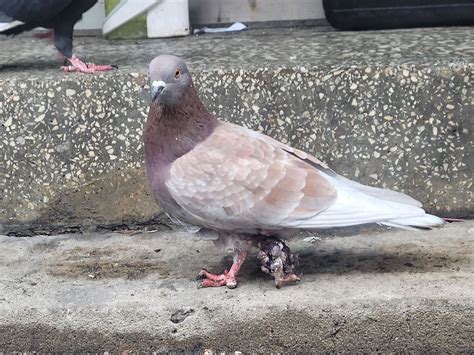 다리 다친 비둘기