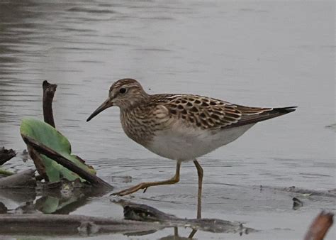 アメリカウズラシギ 2022 10 18 日本の野鳥識別図鑑