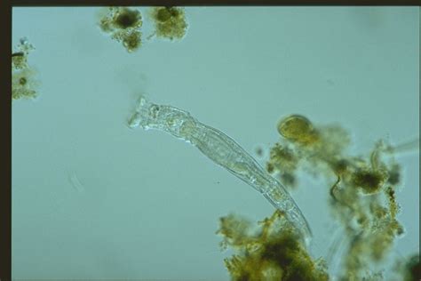 Protist Image Database