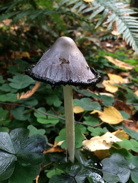 Some Type Of Ink Cap Mushroom Mushrooms