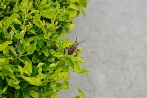 Leaf Footed Stink Bug Sitting On A Garden Hedge Coreidae Sap Sucking