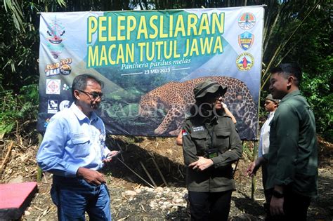 Wahyu Macan Tutul Jawa Dikembalikan Ke Kaki Gunung Salak