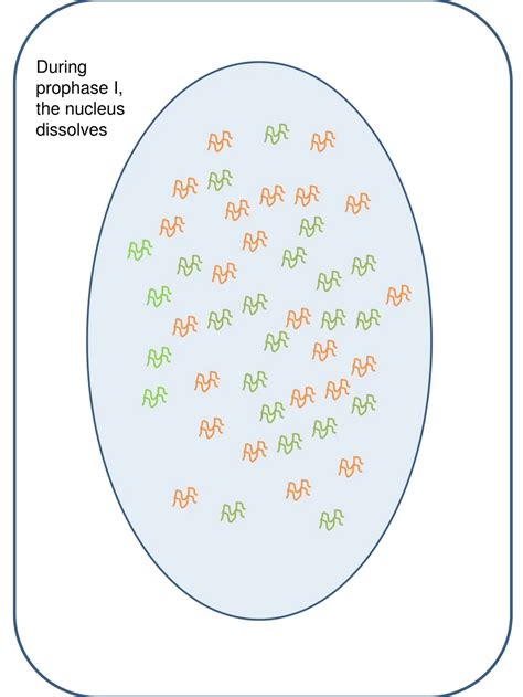 Ppt Interactive Meiosis Animation Learn About Germ Cell Division