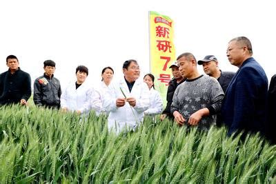 安徽濉溪小麦育种忙 人民图片网