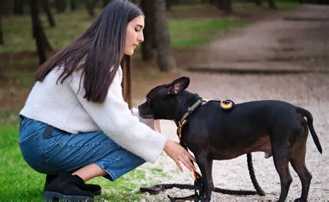 Tipos De Correas Para Perros ¿cómo Elegir La Adecuada