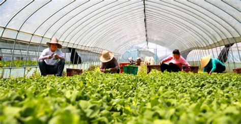 江西峡江蔬菜种植助农增收 腾讯新闻
