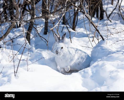 Snowshoe Hare White At Joy Herman Blog