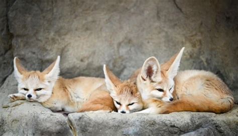 Cutest Foxes Ever 8 Beautiful Species With Pictures Wild Explained