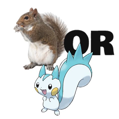 Squirrels Pokémon Exponent
