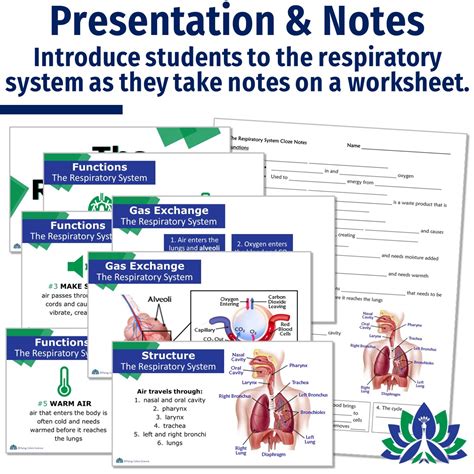 Respiratory System Notes And Quiz Flying Colors Science