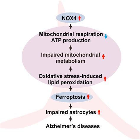 Pdf Nox4 Promotes Ferroptosis Of Astrocytes By Oxidative Stress
