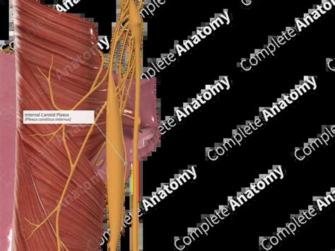 Internal Carotid Plexus Complete Anatomy
