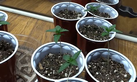 What Pot Size Is The Best For Growing An Autoflower