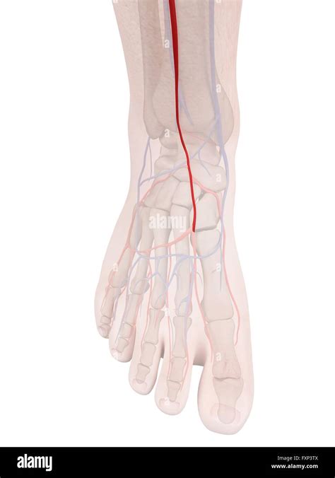 Human Foot Anatomy Computer Illustration Stock Photo Alamy