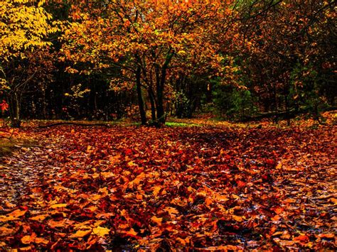 Why Trees Shed Their Leaves In The Fall Earth EarthSky