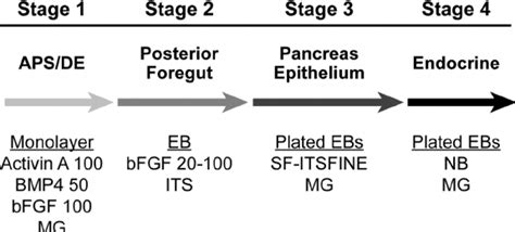 Diagram Of The Differentiation Protocol Download Scientific Diagram