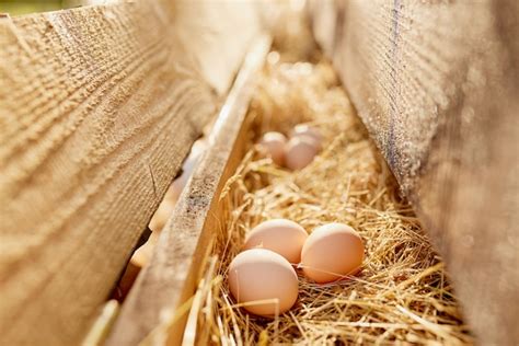 Agricultor recoge huevos en granja avícola ecológica granja de pollos