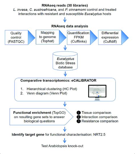 An Overview Of The Workflow Thirty RNA Seq Libraries Were Analyzed Download Scientific