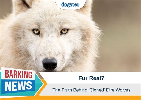 De Extinction Of The Dire Wolf Brave New World Or Colossal Mistake