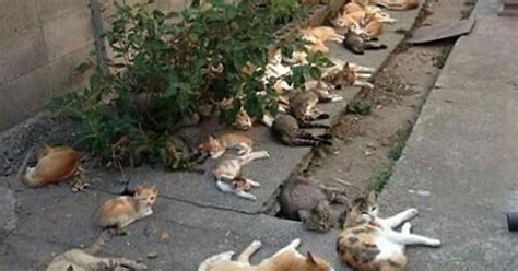 What Happens When You Grow Catnip In Your Backyard Imgur
