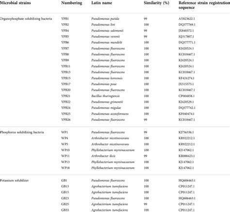 Diversity Of Potassium Solubilizing Bacteria And Phosphate Solubilizing Download Scientific