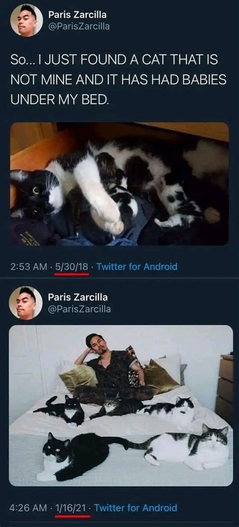 Kitten Discovery Blank Template Imgflip