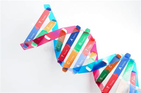 Deoxyribonucleic Acid Or Dna Double Helix Chains Structure Formed By