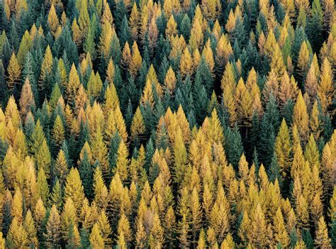 Western Larch Forest Photograph By Leland D Howard Fine Art America