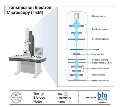Light Microscope Definition Principle Types Parts