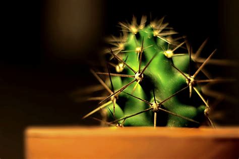 Cactus Planta Maceta Foto Gratis En Pixabay