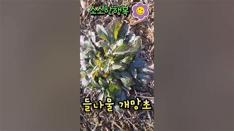 개망초 채취해서 나물밥 나물무침 만들기 Youtube