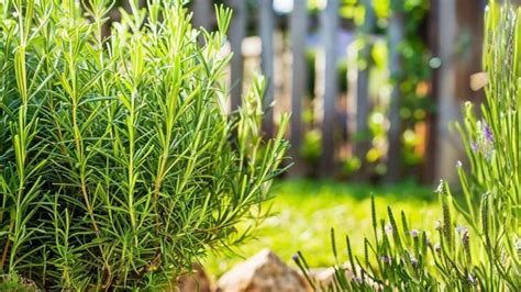 Rosmarin ist großartig für Ihren Garten aber hier sind einige Pflanzen