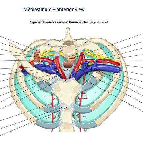 Diagram Of Mediastinum Anterior View Quizlet