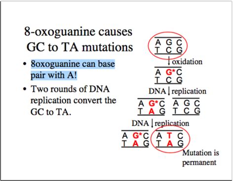 Bio 1a Mutations Flashcards Quizlet