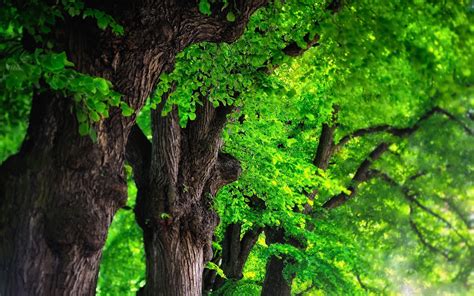 Green Tree Wallpapers Wallpaper Cave