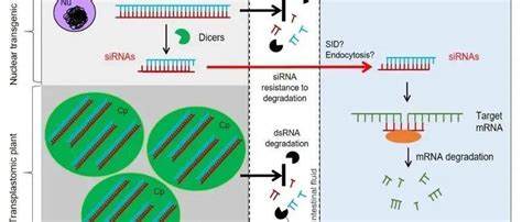 湖北大学张江教授团队发现引起植物介导的rnai抗鳞翅目害虫棉铃虫的有效分子dsrna研究论文