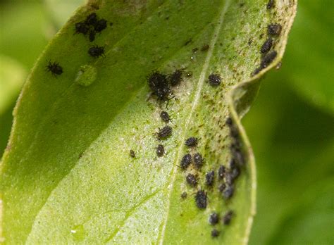 Basil Pests Organic Farming Smallholding And Kitchen Gardening Thailand News Travel