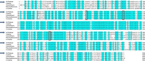 Multiple Sequence Alignment Of As Protease Gene Sequence From