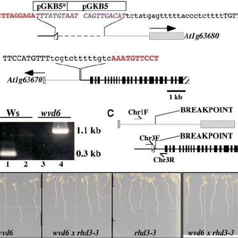 Analysis Of Ppd1 Expression Pattern And The Influence Of Altered