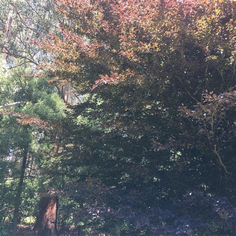 Fagus Sylvatica Rohanii