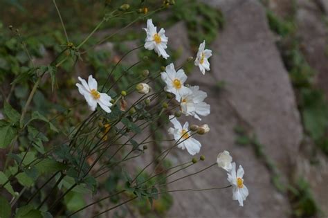 可憐な花たちが迎えてくれる荻野運動公園の野草園 kokuritaのブログ
