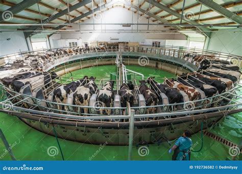 Cows On Round Rotary Machine For Milking In Dairy Farm Industrial Milk