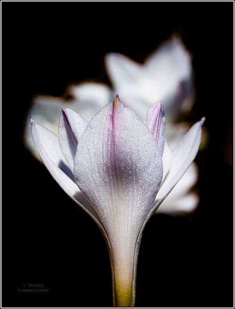 A Few Days After It Rains We Get Rain Lilies Portraits Of Wildflowers
