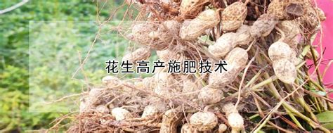 花生高产施肥技术 蓝妖花园