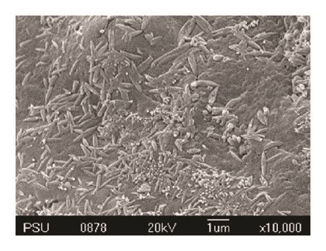 Sem Micrographs Of A Nacmc And B Nacmc G Paa Superabsorbent Polymer Download Scientific
