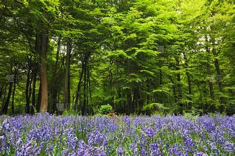 林中空地上的风信子