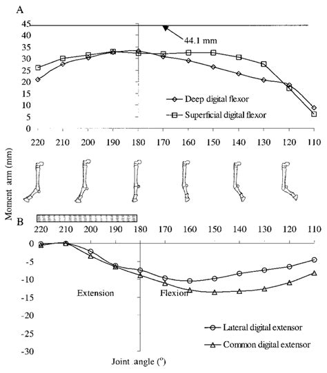 Alues Obtained During Extension And Flexion Of The Metacarpophalangeal Download Scientific