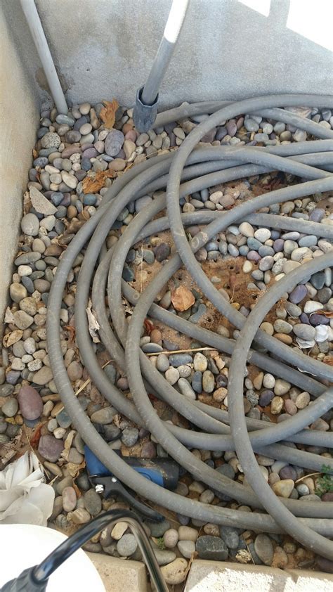 Some Sort Of Burrowing Wasp More Details In Comments R Pestcontrol