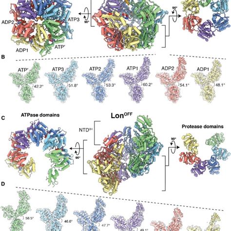 Architectures Of The Substrate Bound Lon Enz And Substrate Free Lon